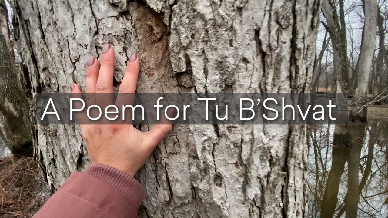 A Video Poem for Your Tu B’Shvat Seder - Reconstructing Judaism