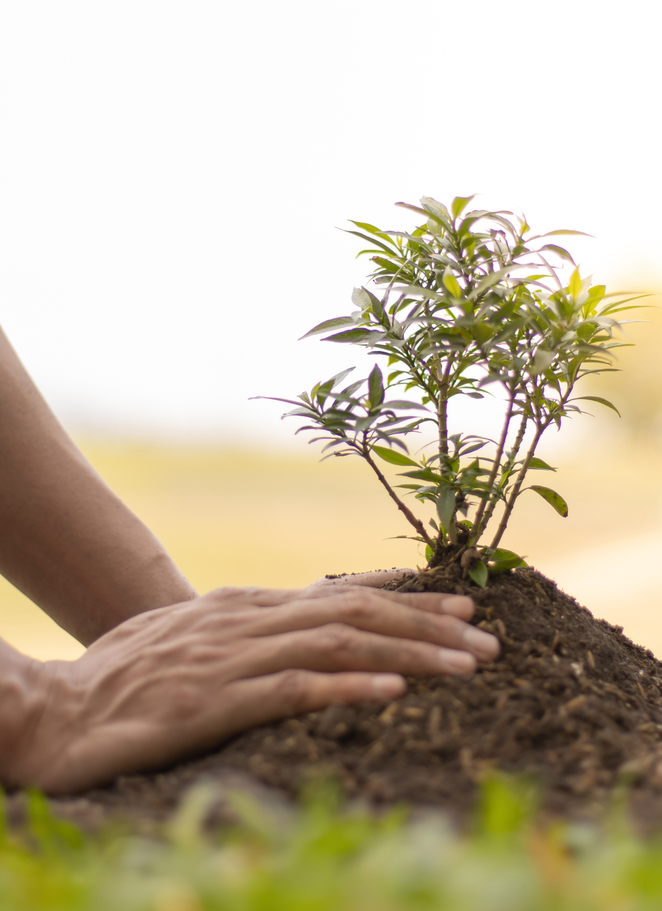 Tu B’Shvat: A Reconstructionist Guide - Reconstructing Judaism