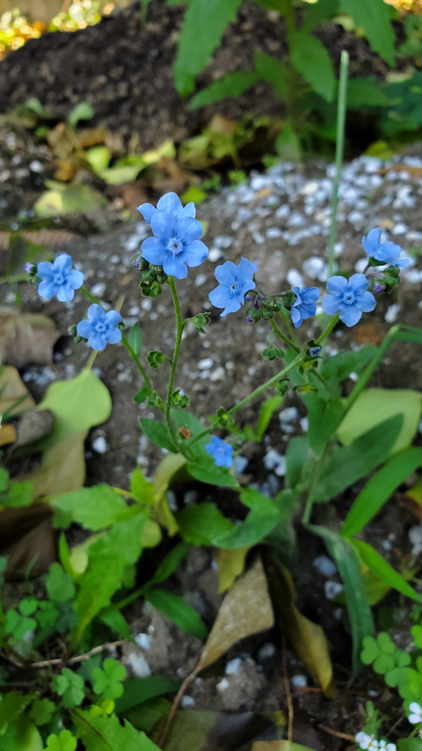Turning Earthward for Yom Kippur - Reconstructing Judaism